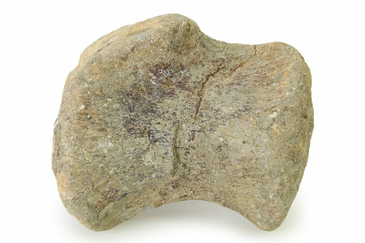 1.9" Fossil Mosasaur Paddle Bone - Texas (#322920) For Sale - FossilEra.com