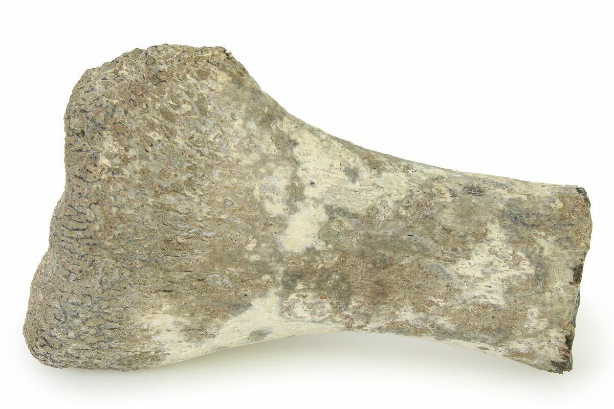 2.2" Fossil Mosasaur Paddle Bone - Texas (#322924) For Sale - FossilEra.com