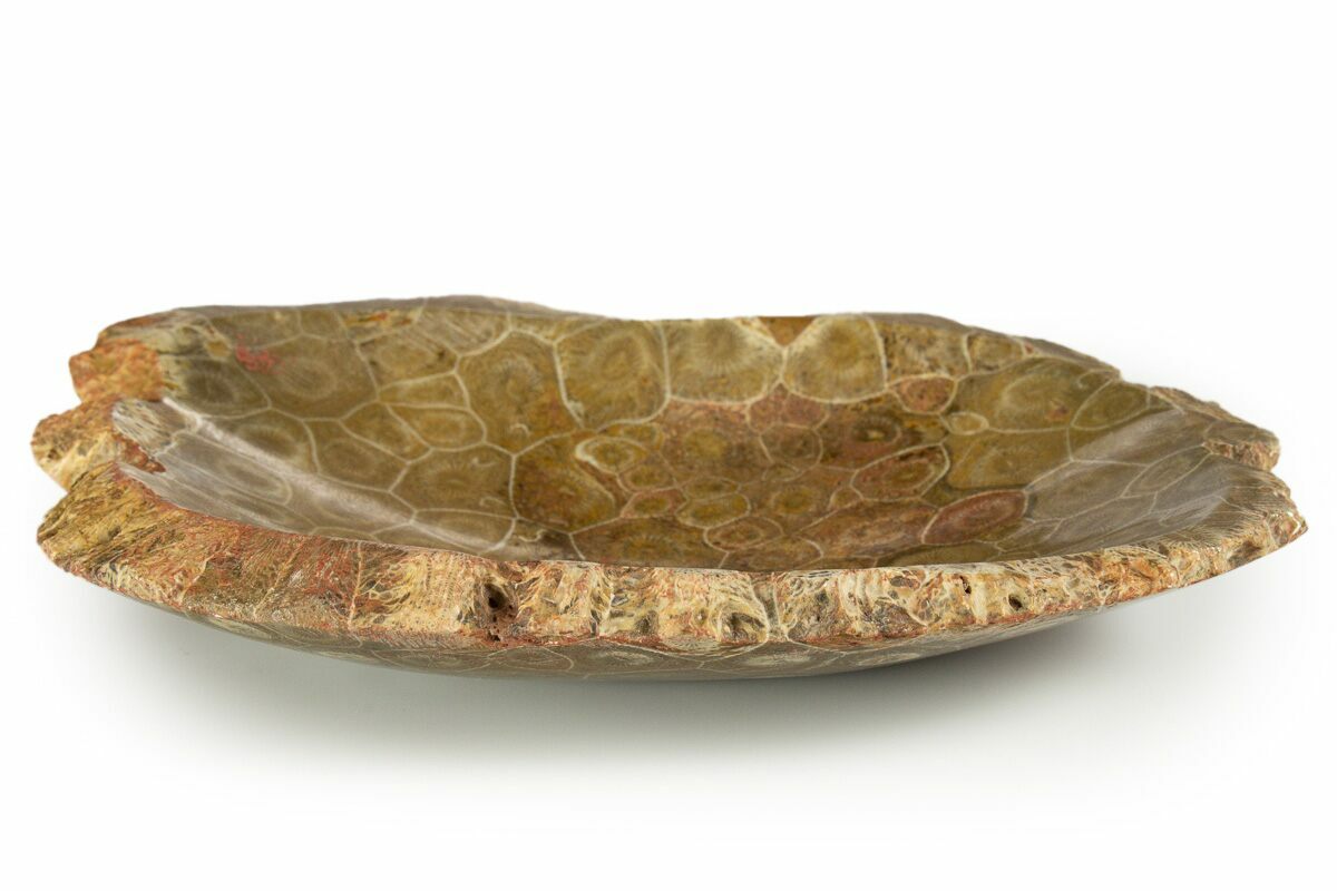 6.2" Polished Fossil Coral (Actinocyathus) Dish - Morocco (#323062) For ...