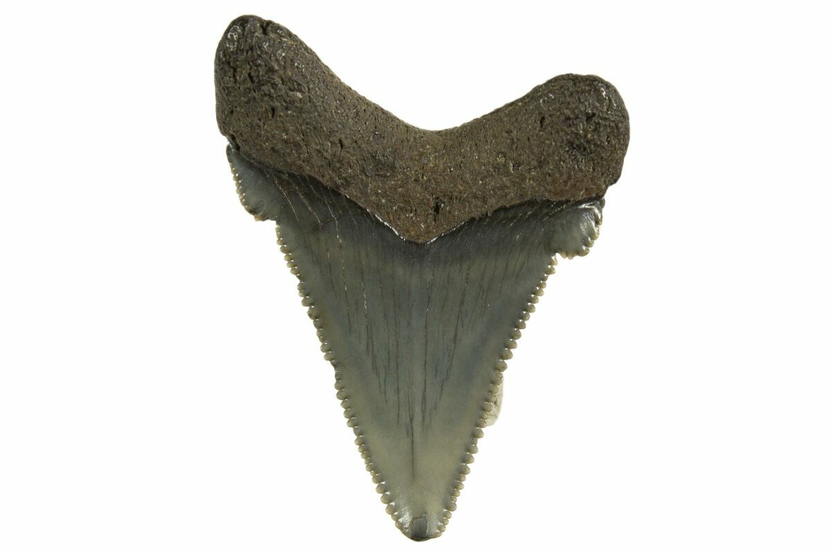 1.48" Serrated Angustidens Tooth - Megalodon Ancestor (#321706) For ...