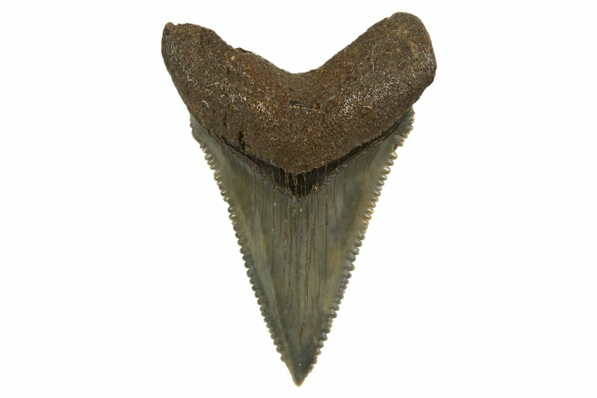 1.44" Serrated Angustidens Tooth - Megalodon Ancestor (#321707) For ...
