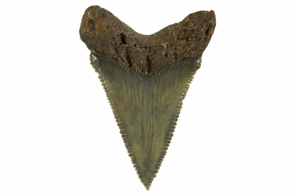 1.44" Serrated Angustidens Tooth - Megalodon Ancestor (#321707) For ...