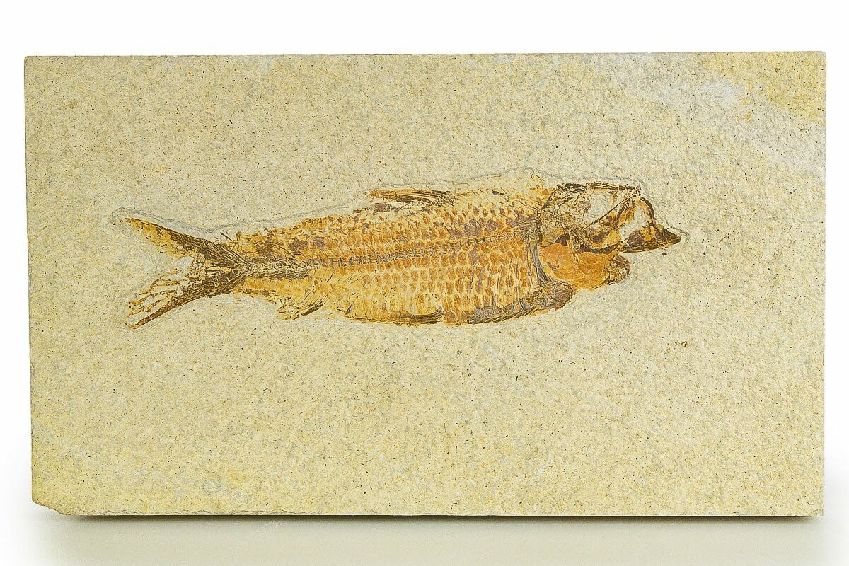 4.7" Detailed Fossil Fish (Knightia) - Wyoming (#320140) For Sale ...
