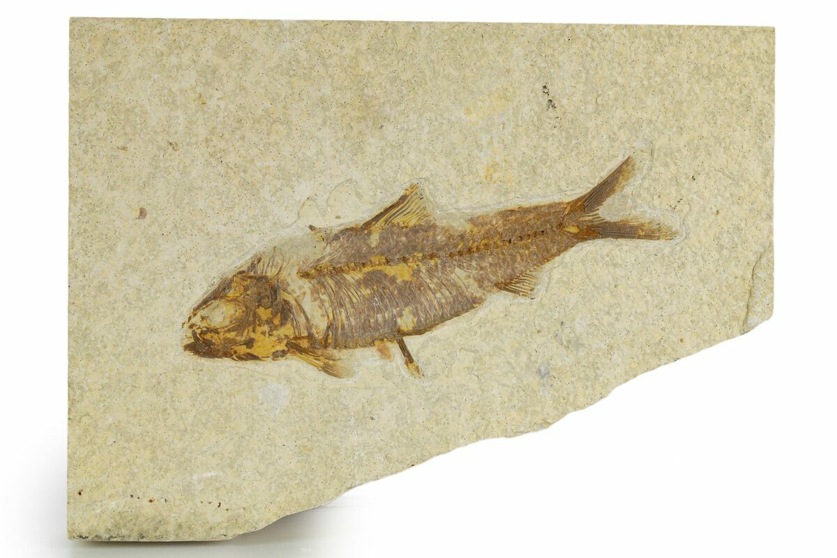 4.95" Detailed Fossil Fish (Knightia) - Wyoming (#320364) For Sale ...