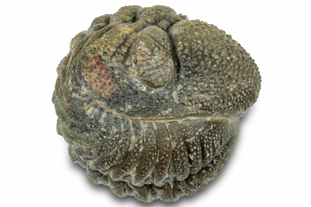 1.1" Wide, Enrolled Morocops Trilobite - Morocco (#323200) For Sale ...