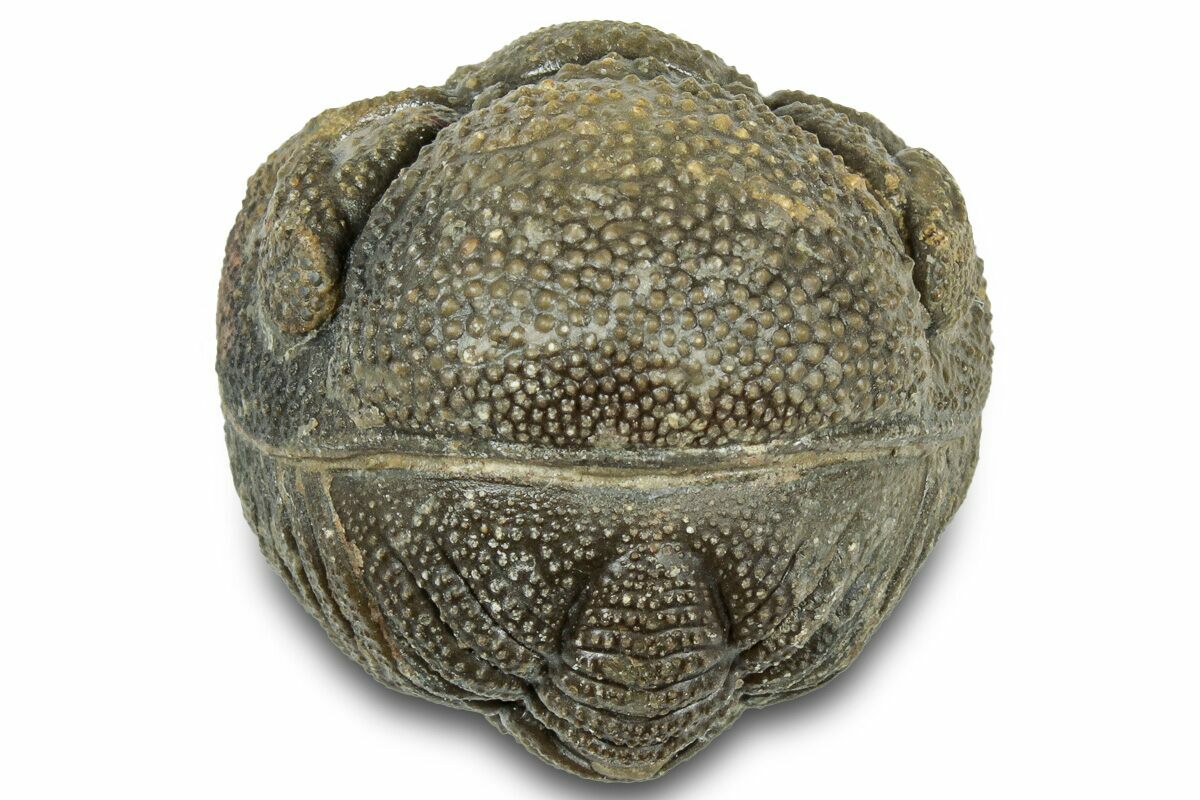 1.1" Wide, Enrolled Morocops Trilobite - Morocco (#323200) For Sale ...