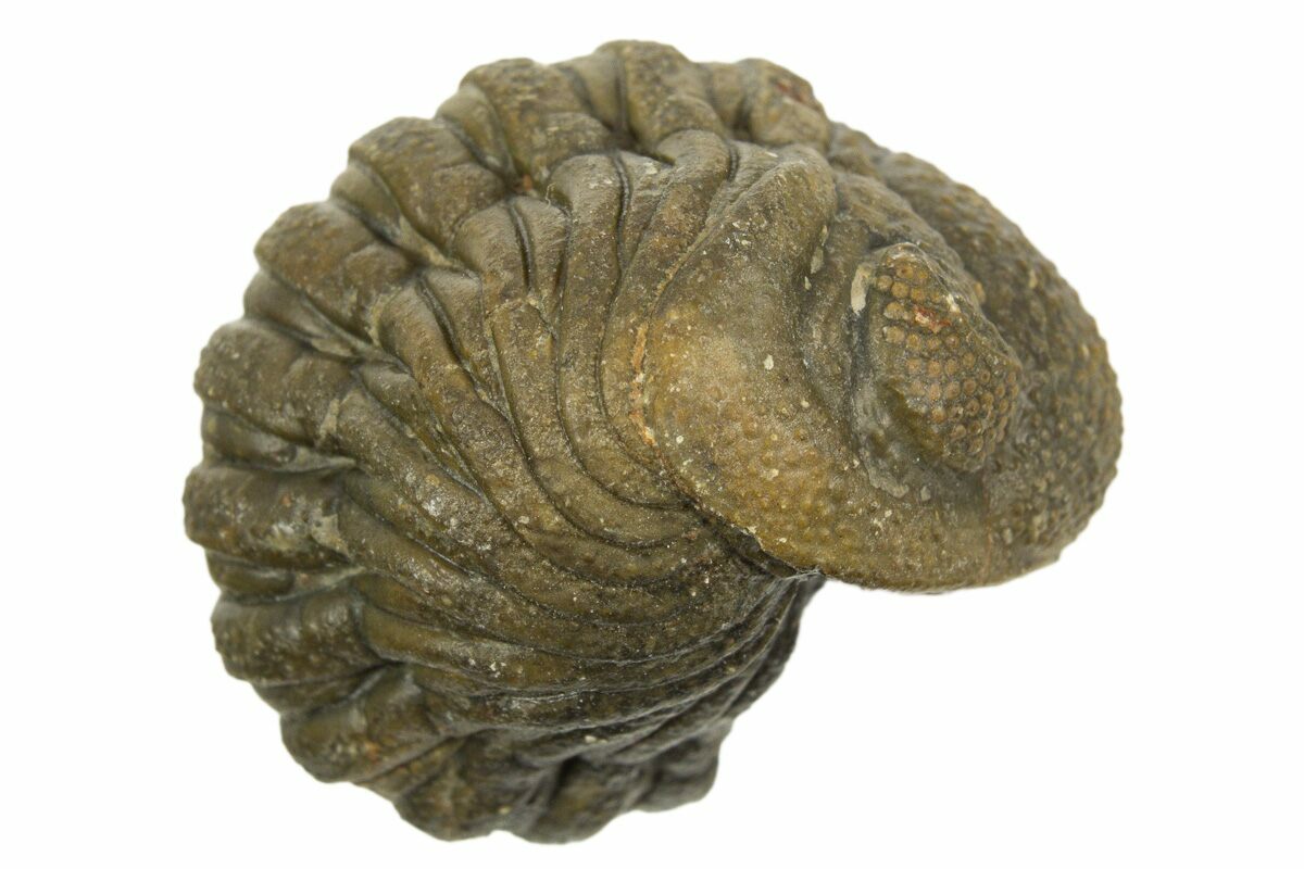 .95" Wide Enrolled Morocops Trilobite - Morocco (#323229) For Sale ...