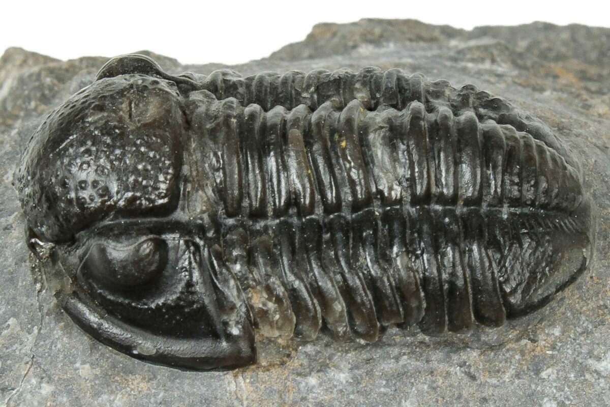 1.05" Detailed Proetid (Gerastos) Trilobite Fossil - Morocco (#323558 ...