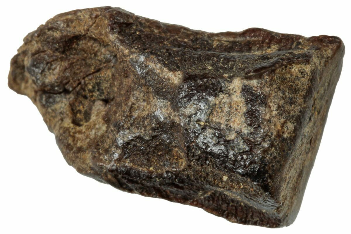 .58" Fossil Hadrosaur (Edmontosaurus) Partial Tooth - Wyoming (#323956 ...