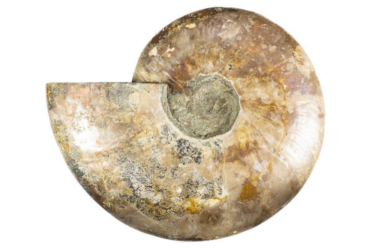 9.2" Cut & Polished Ammonite Fossil (Half) - Deep Crystal Pockets ...