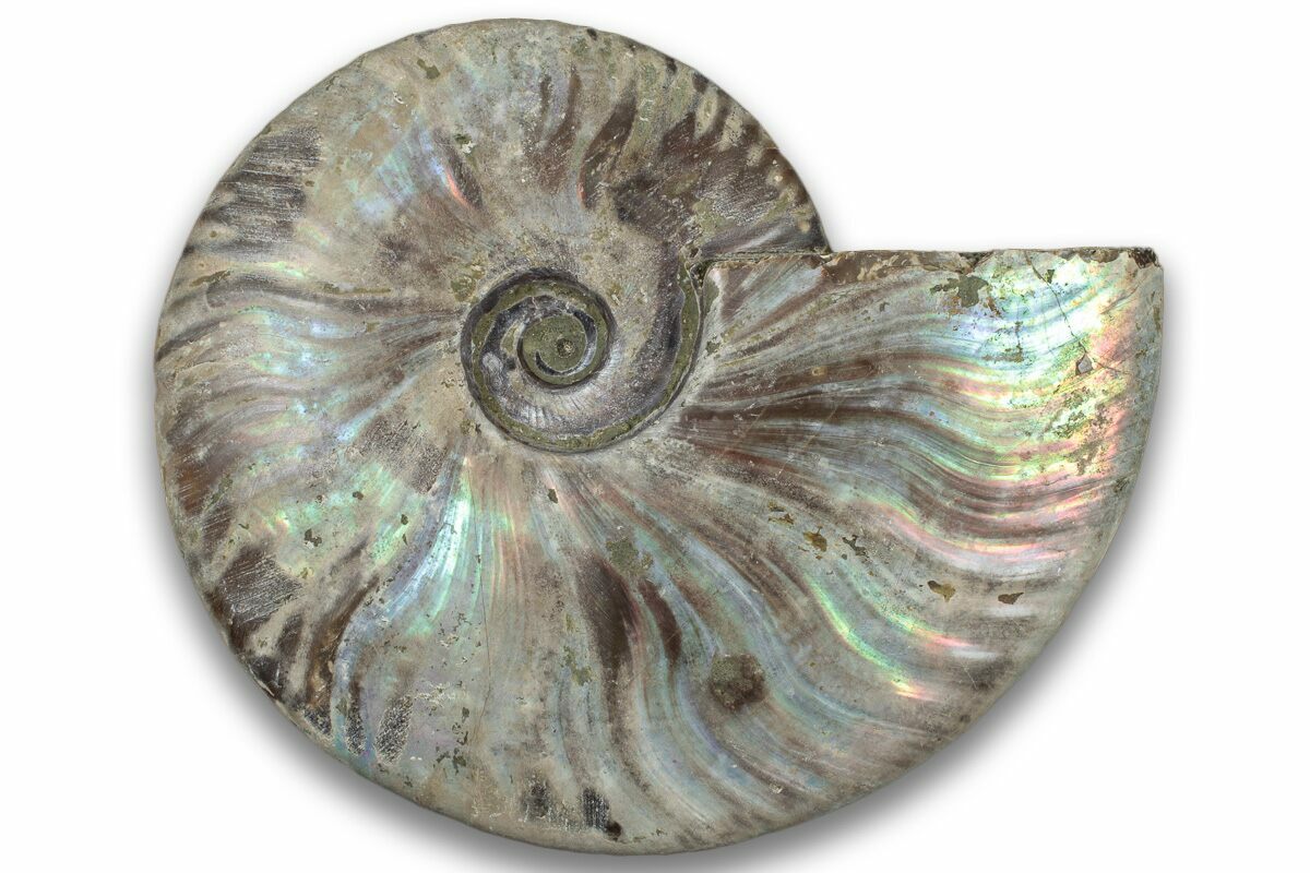 5.45" Silver Iridescent Ammonite (Cleoniceras) Fossil - Madagascar ...