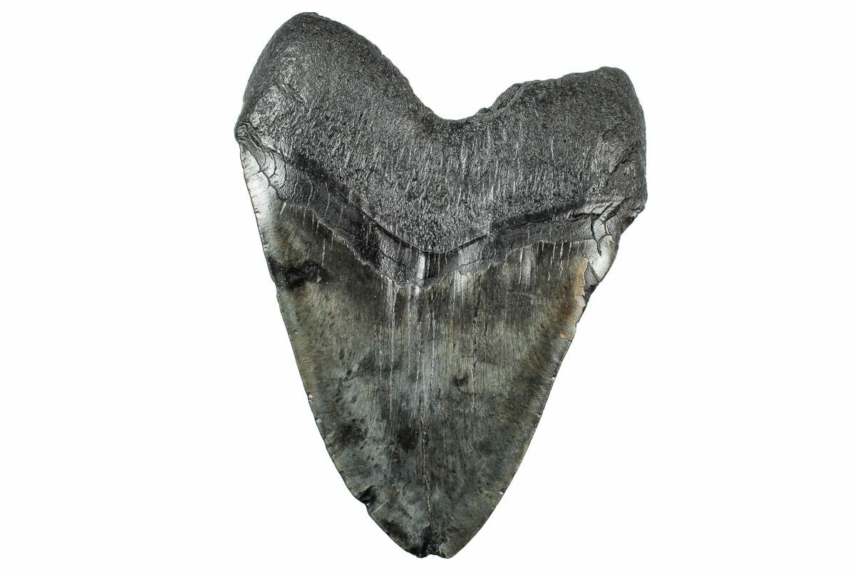 6.04" Fossil Megalodon Tooth - Beast From South Carolina (#325244) For ...