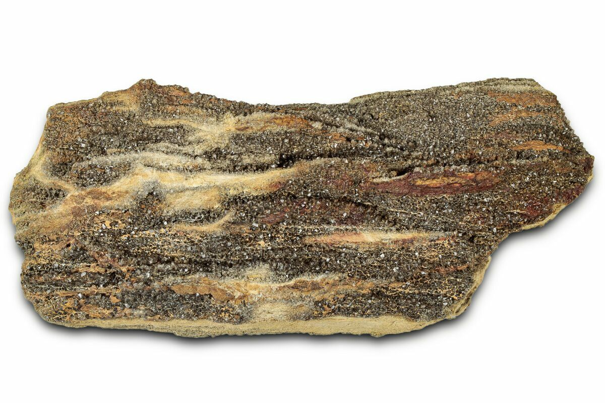 5" Glittering Petrified Wood with Druzy Quartz - Alabama (#325402) For ...