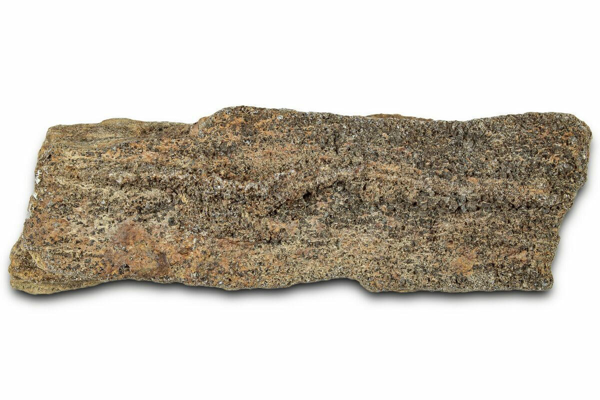 5" Glittering Petrified Wood with Druzy Quartz - Alabama (#325510) For ...