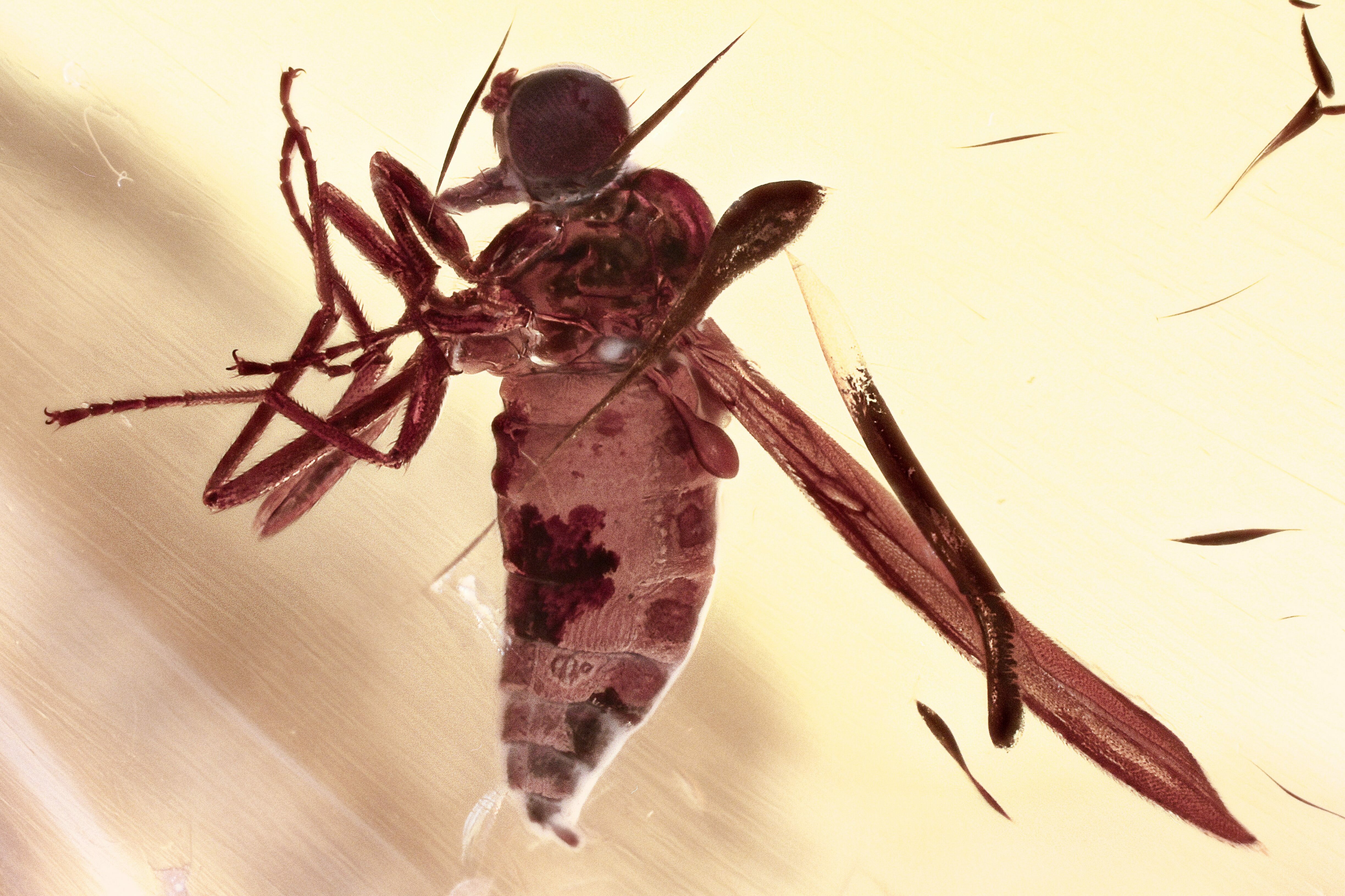 Detailed Fossil Dance Fly (Hybotidae) In Baltic Amber (#325420) For ...