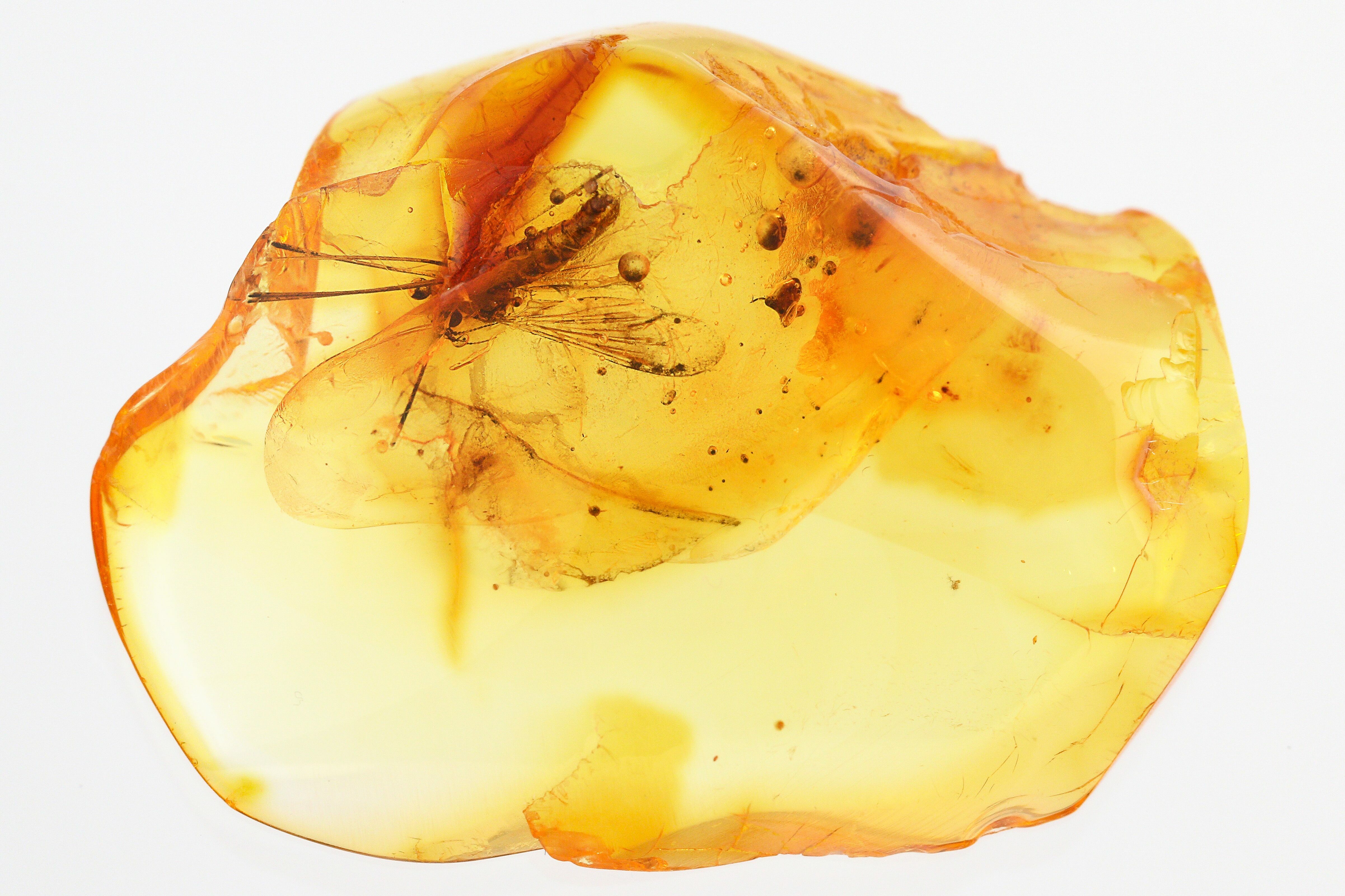 Detailed Fossil Crane Fly (Limoniidae) In Baltic Amber (#325468) For ...