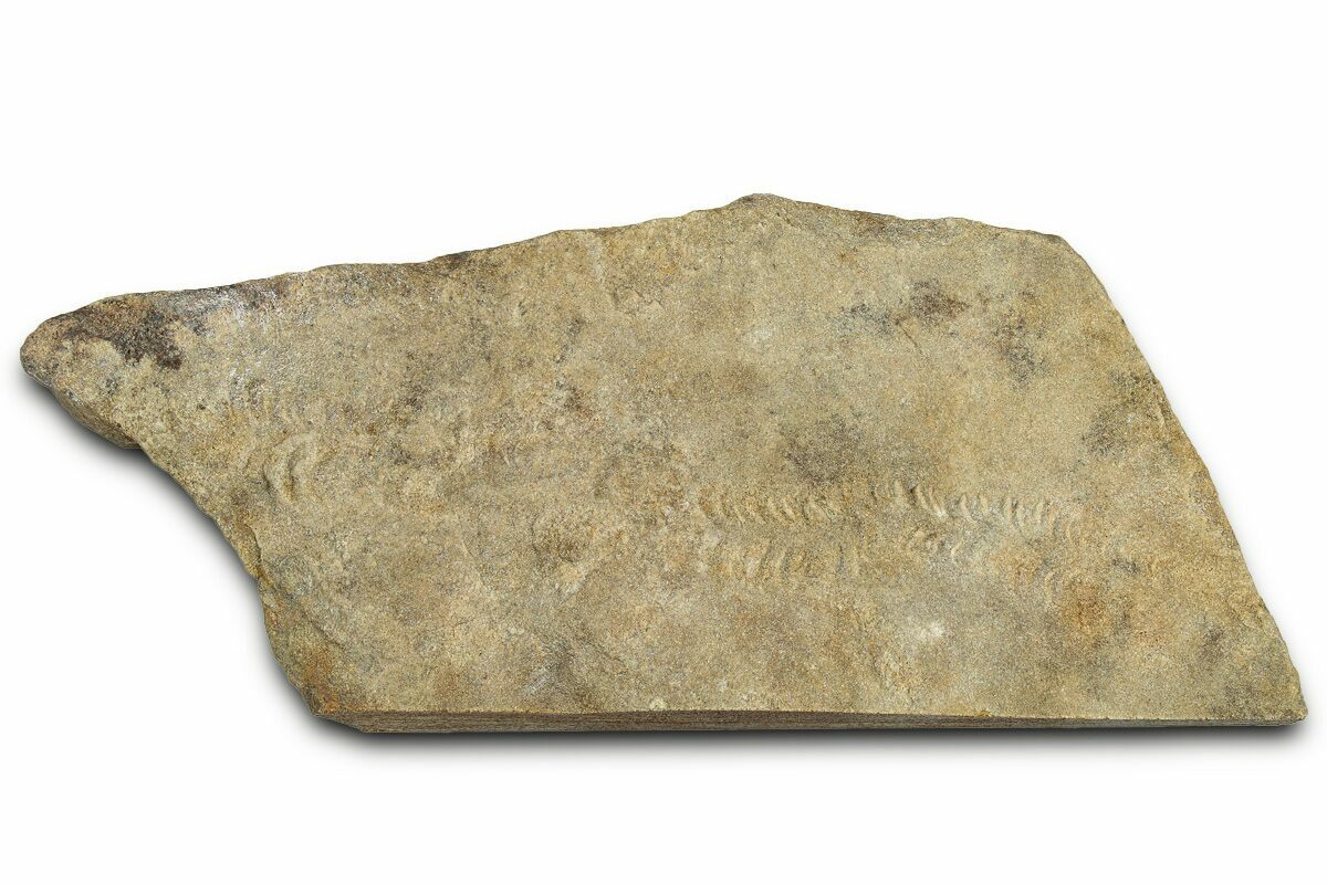 4.4" Cruziana (Fossil Trilobite Trackway) - Indiana (#325669) For Sale - FossilEra.com