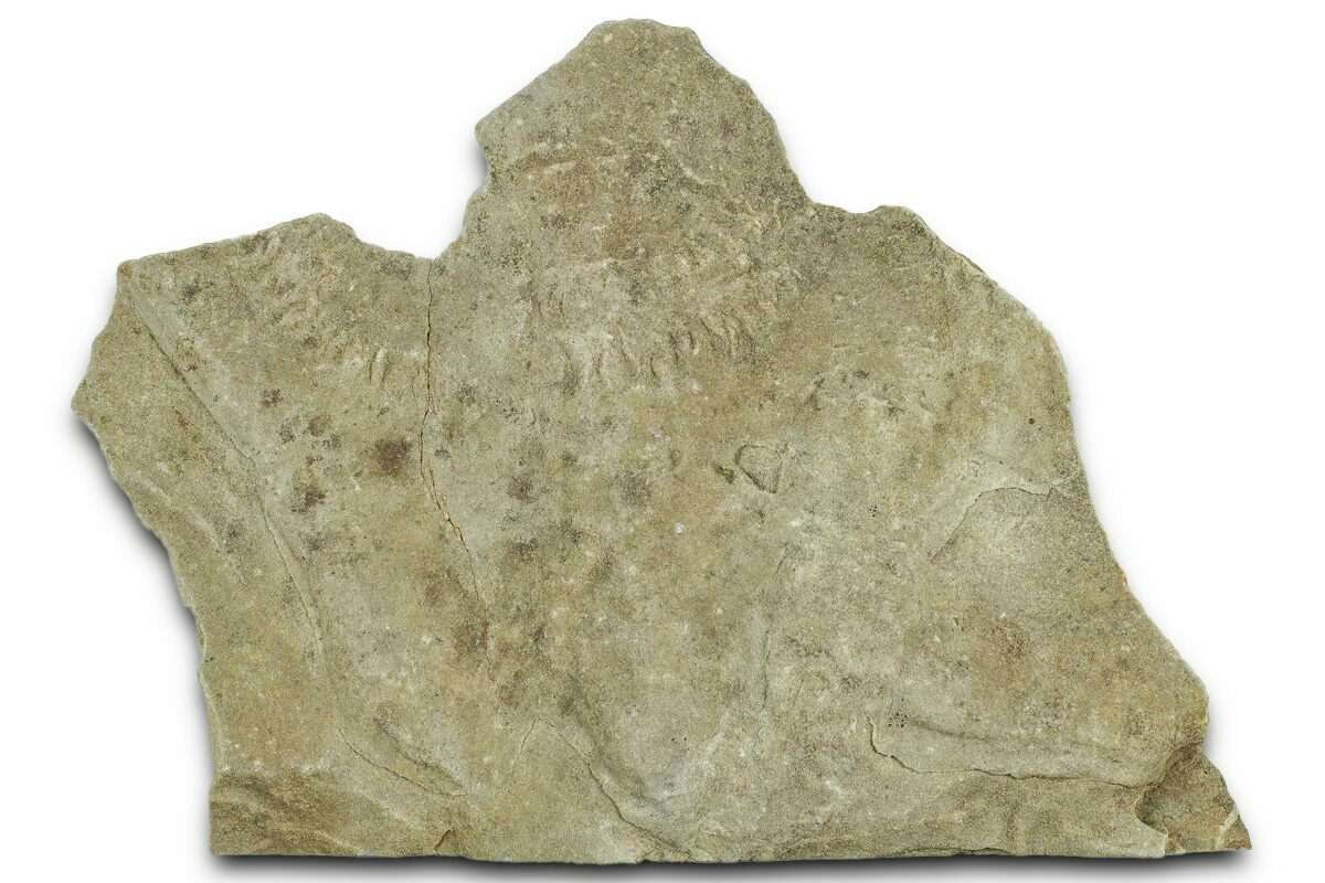 3" Cruziana (Fossil Trilobite Trackway) - Indiana (#325679) For Sale - FossilEra.com