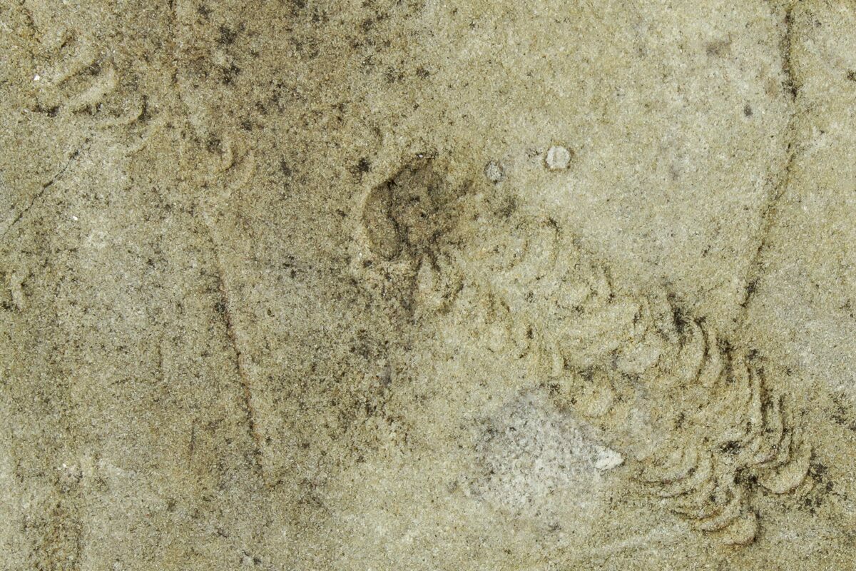 7.8" Cruziana (Fossil Trilobite Trackway) - Indiana (#325680) For Sale - FossilEra.com