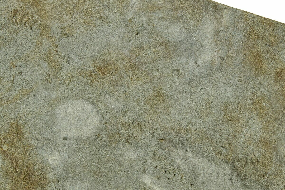 5.6" Cruziana (Fossil Trilobite Trackway) Plate - Indiana (#325686) For ...