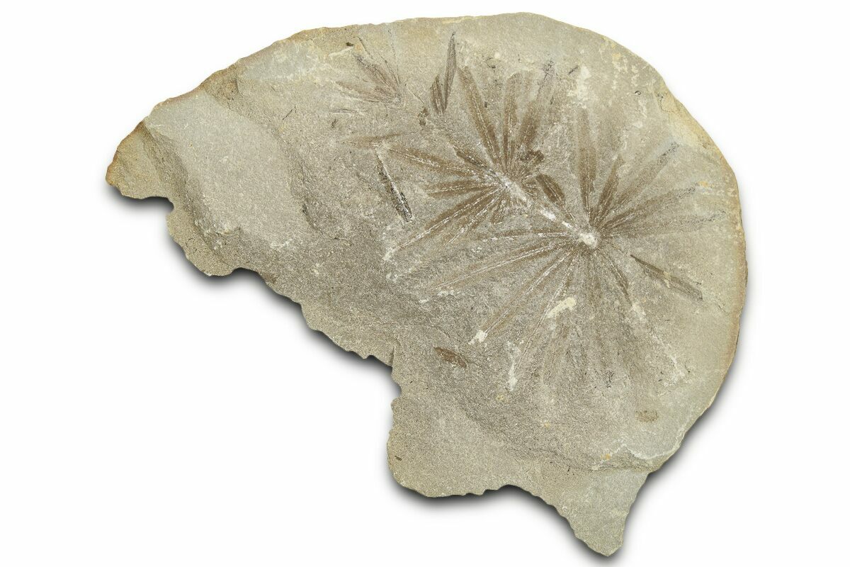 3.2" Fossil Horsetail (Annularia) Nodule Pos/Neg - Mazon Creek (#325830 ...