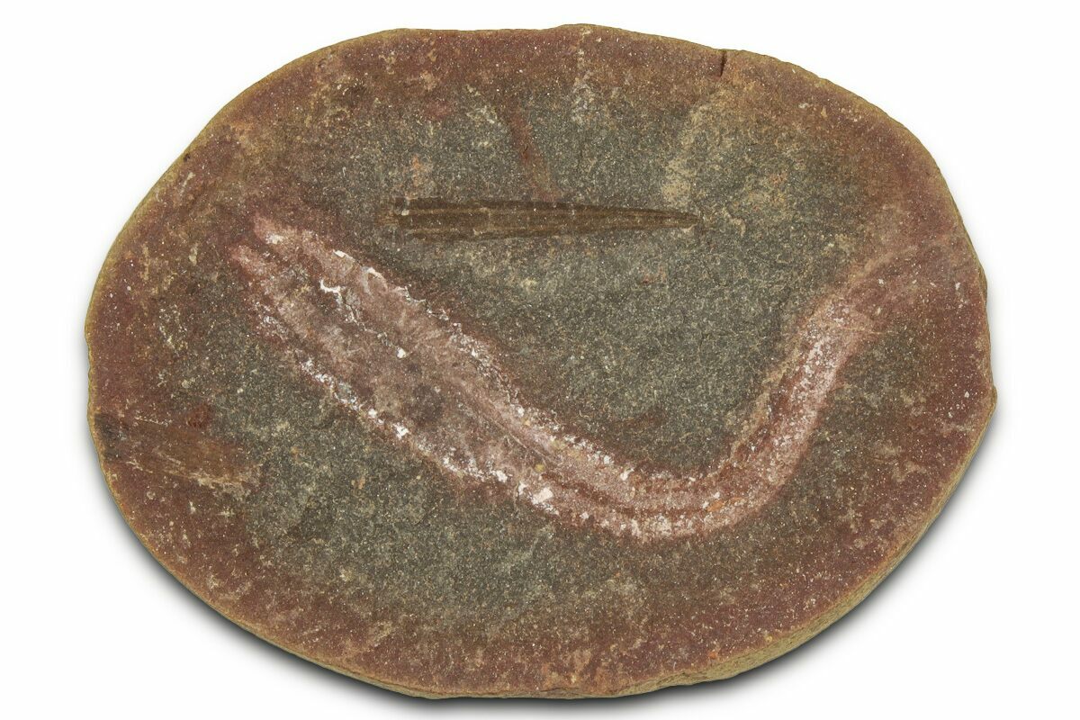 1.2" Pennsylvanian Worm (Didontogaster) Fossil - Mazon Creek (#325913 ...