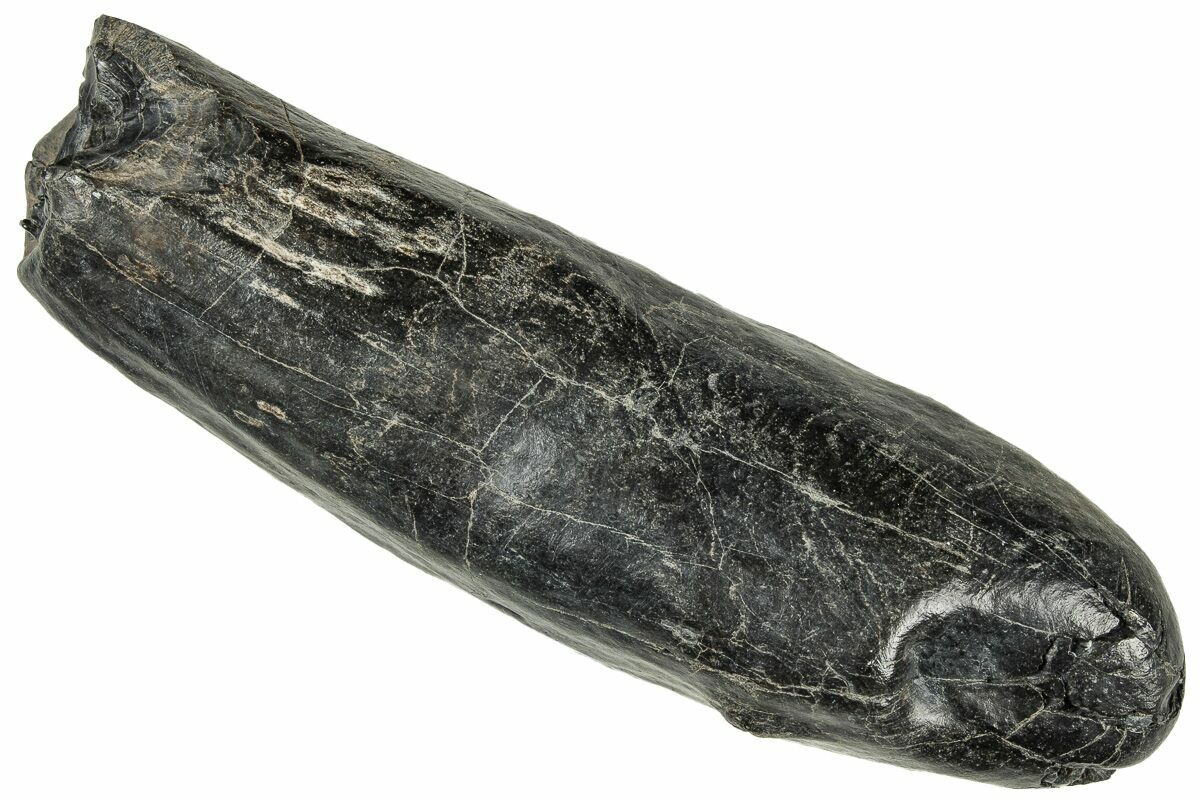 4.3" Fossil Sperm Whale (Scaldicetus) Tooth - South Carolina (#321847 ...