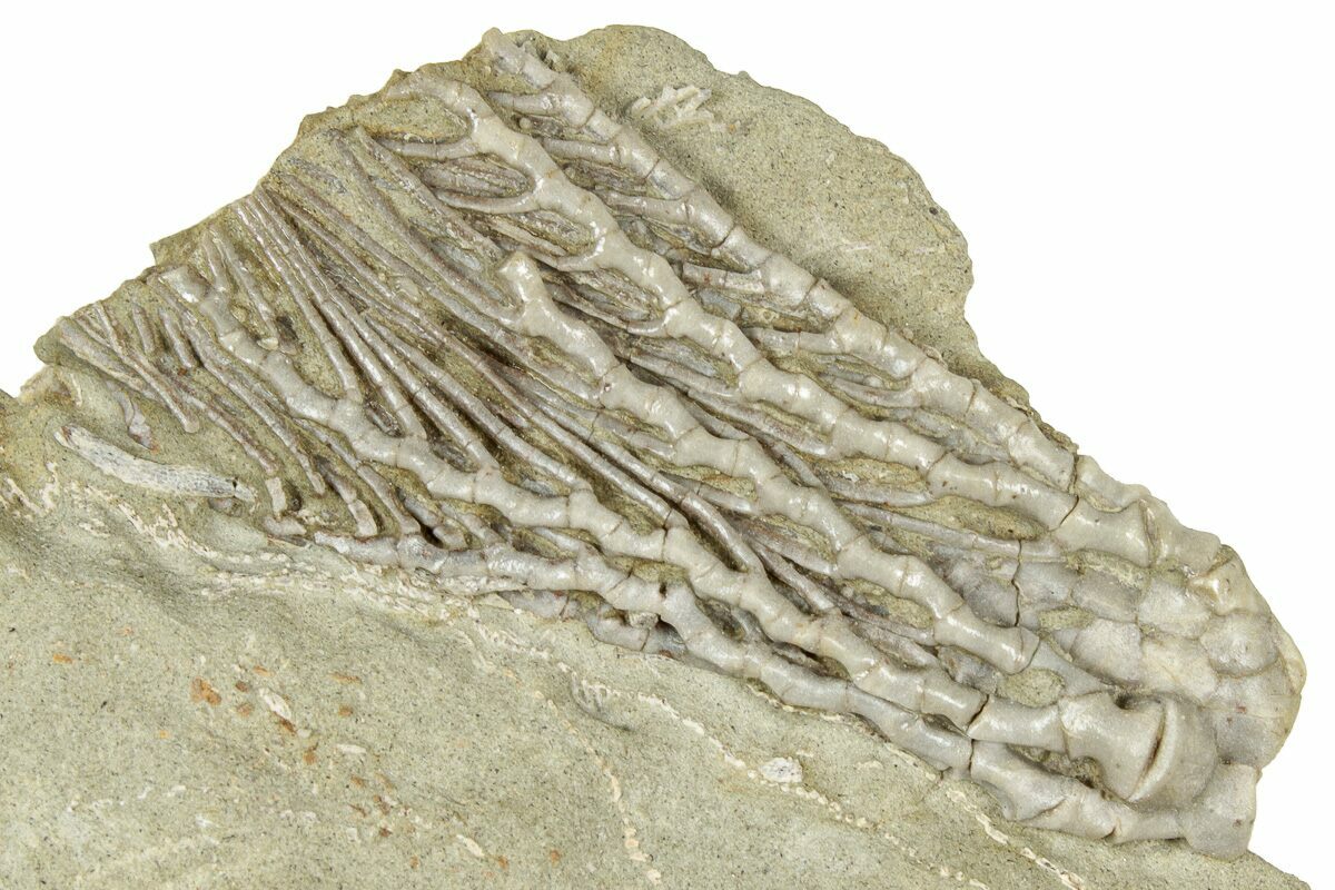 1.9" Fossil Crinoid (Lanecrinus) - Crawfordsville, Indiana (#326061 ...