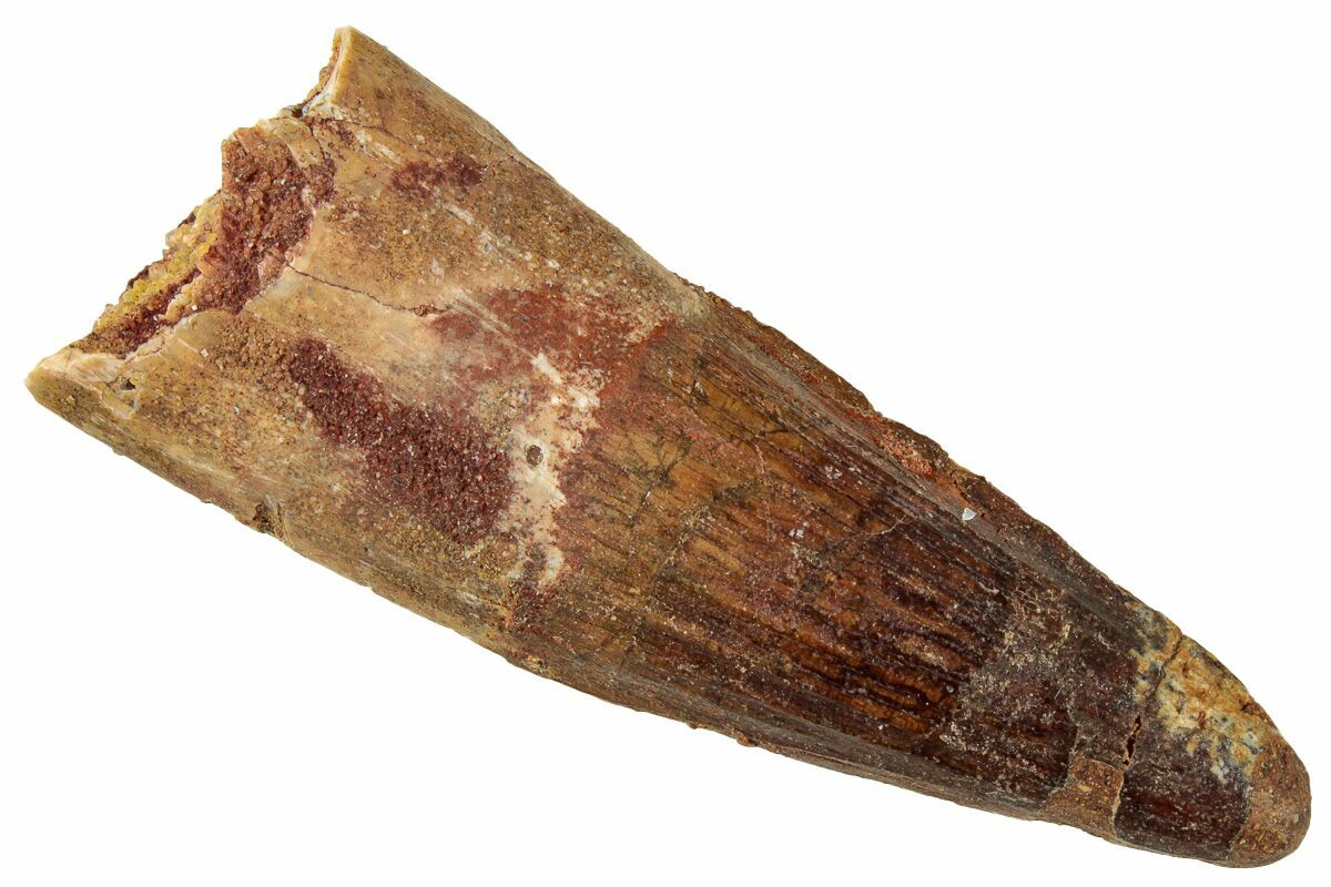 2.31" Fossil Spinosaurus Tooth - Real Dinosaur Tooth (#326275) For Sale ...