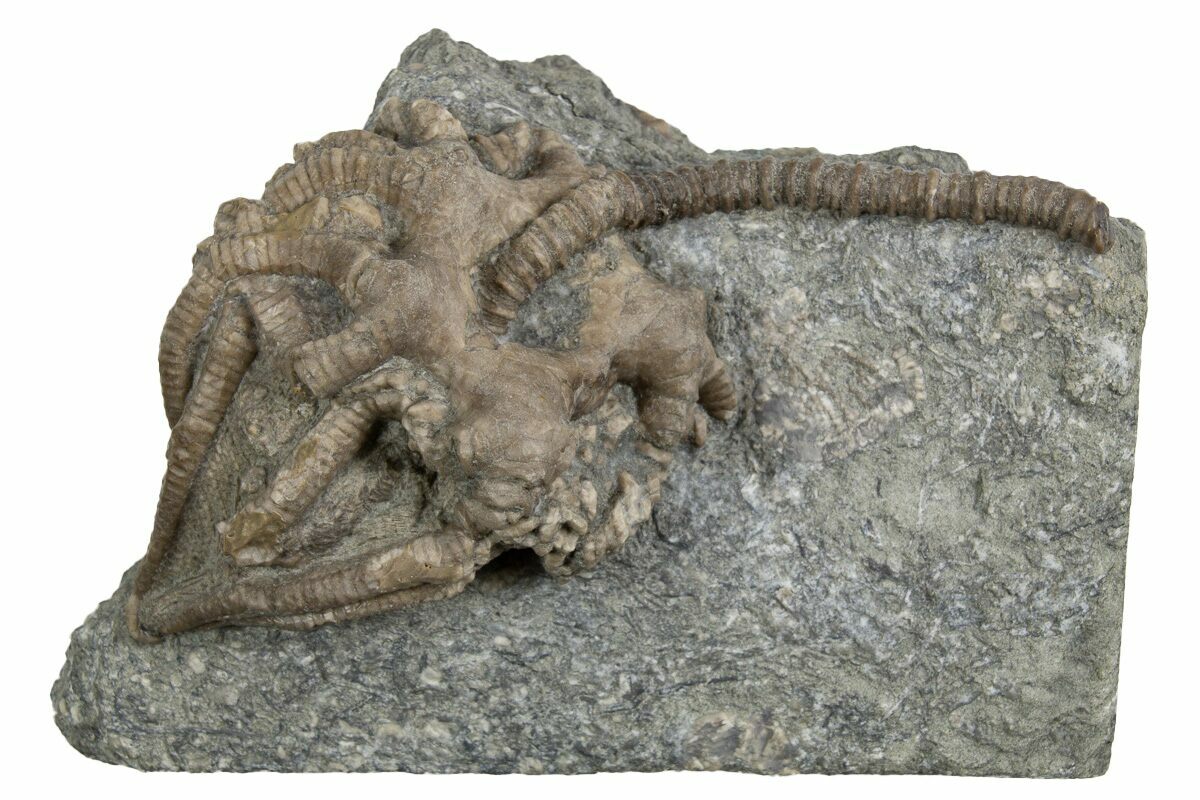 3.3" Fossil Crinoid (Agaricocrinus) - Crawfordsville, Indiana (#326035 ...