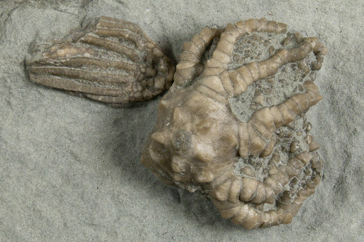 5.3" Fossil Crinoid Plate (Two Species) - Indiana (#326041) For Sale ...