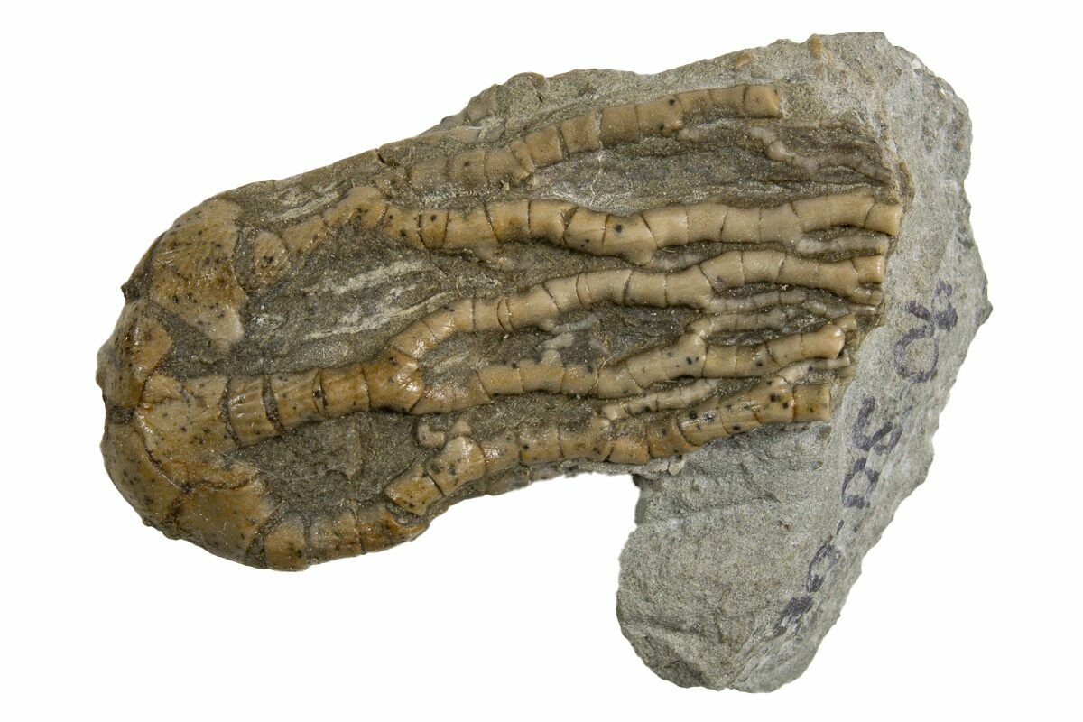 1.45" Fossil Crinoid (Pellecrinus) - Indiana (#326071) For Sale ...