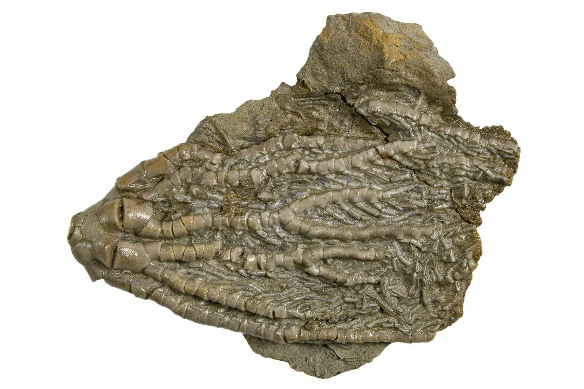 2.1" Fossil Crinoid (Aphelecrinus) - Alabama (#326075) For Sale ...