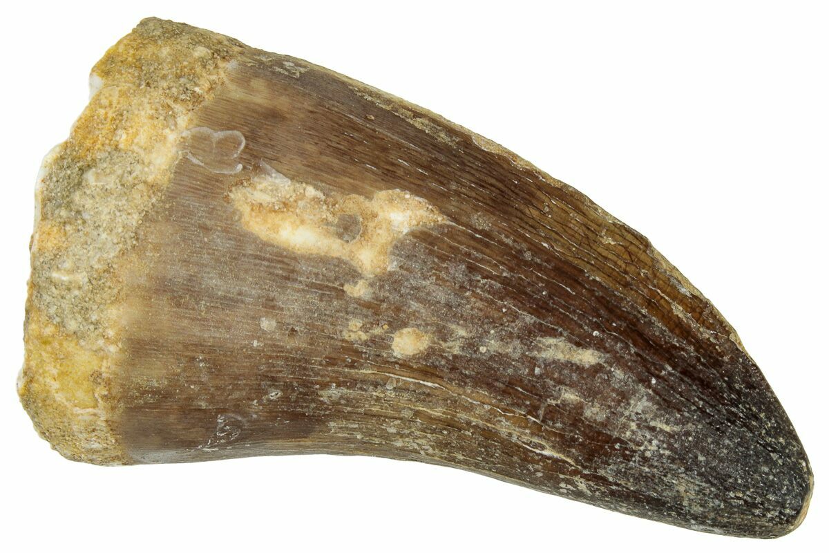 1.85" Fossil Mosasaur (Prognathodon) Tooth - Morocco (#326436) For Sale ...