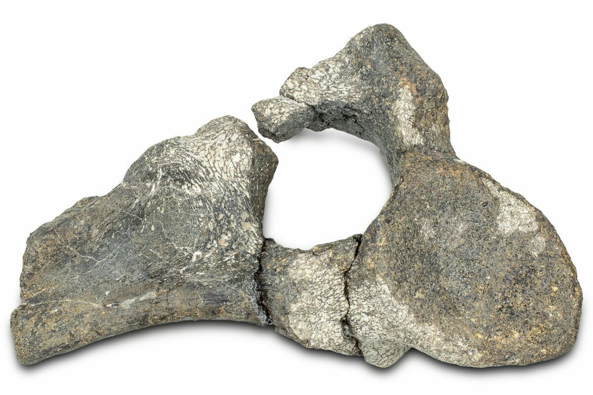 4.9" Fossil Dinosaur Partial Vertebra - Montana (#326474) For Sale ...