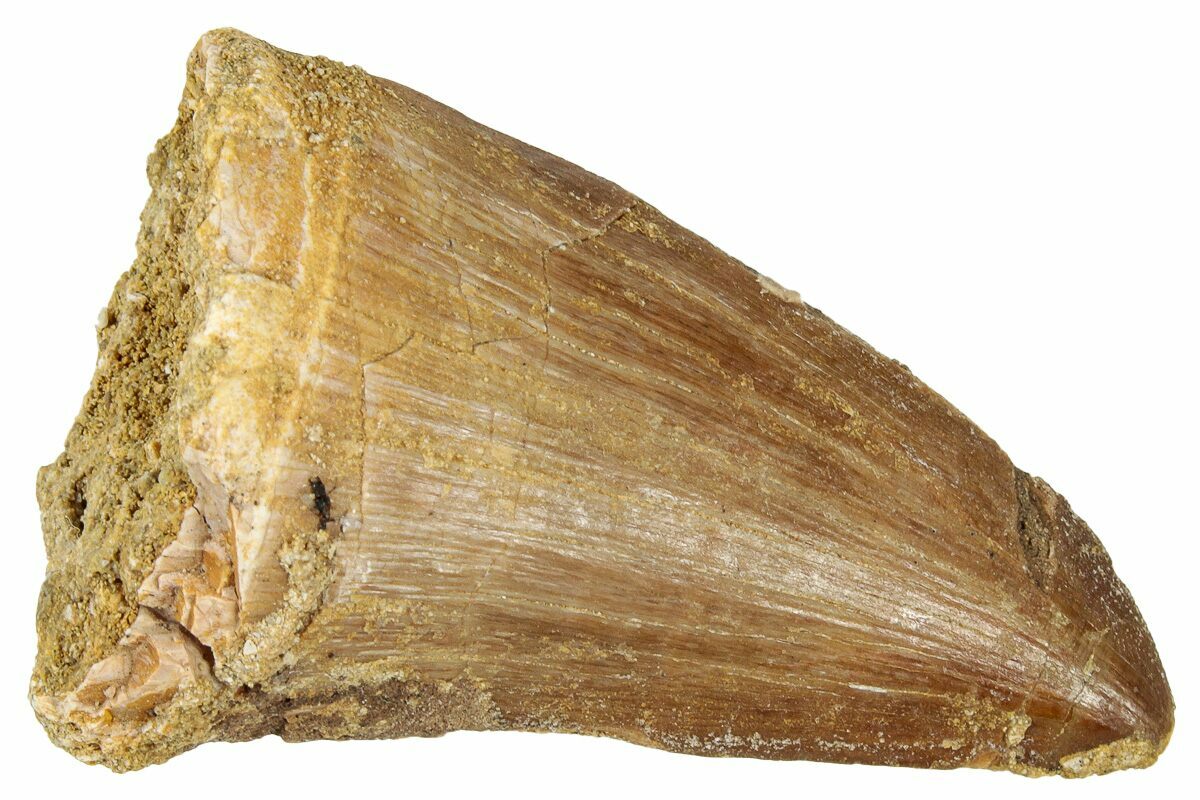 1.9" Fossil Mosasaur (Mosasaurus) Tooth - Morocco (#326476) For Sale ...