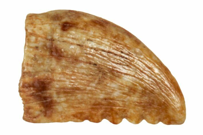 Serrated, .19" Troodontid (Pectinodon) Tooth - Montana (#326488) For ...