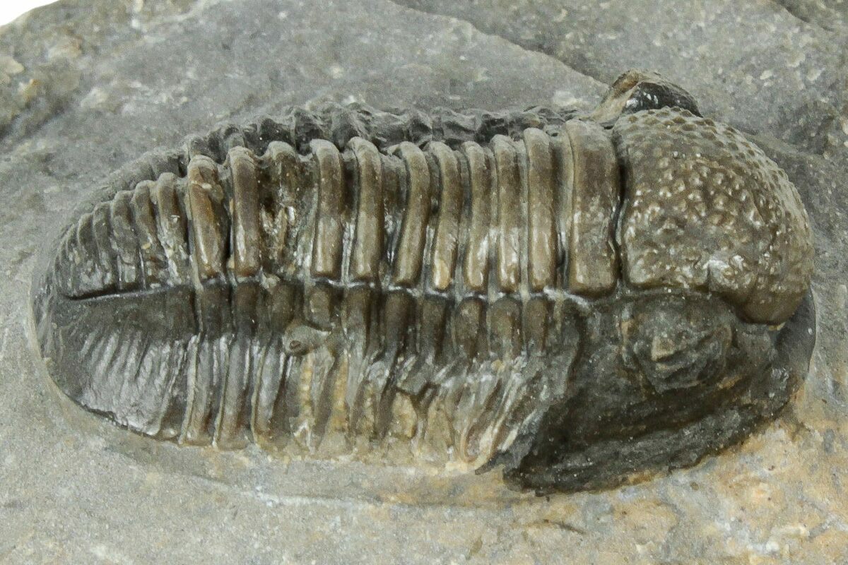 .9" Detailed Proetid (Gerastos) Trilobite Fossil - Morocco (#325861 ...