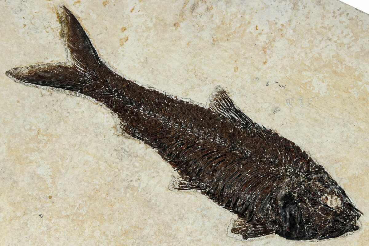 7.35" Detailed Fossil Fish (Knightia) - Huge For Species (#327837) For ...
