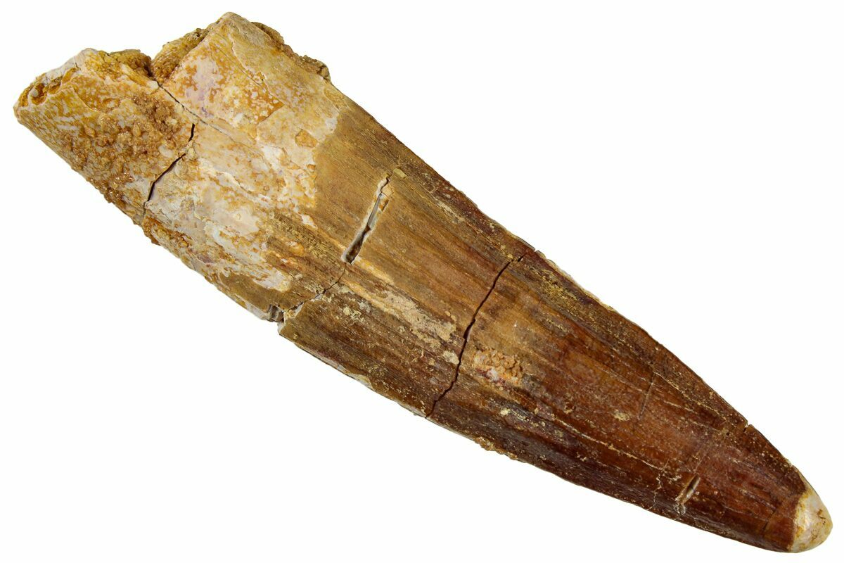 2.14" Fossil Spinosaurus Tooth - Real Dinosaur Tooth (#327845) For Sale ...
