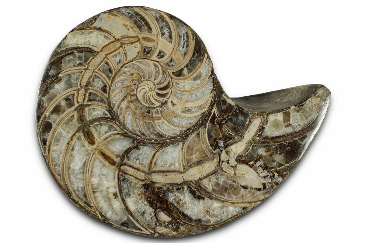 5.3" Cut & Polished Jurassic Nautilus Fossil (Half) - Madagascar ...