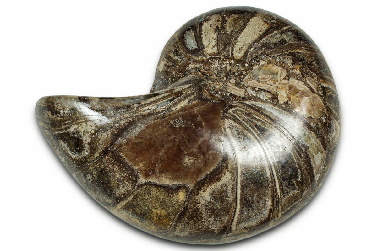 5.3" Cut & Polished Jurassic Nautilus Fossil (Half) - Madagascar ...