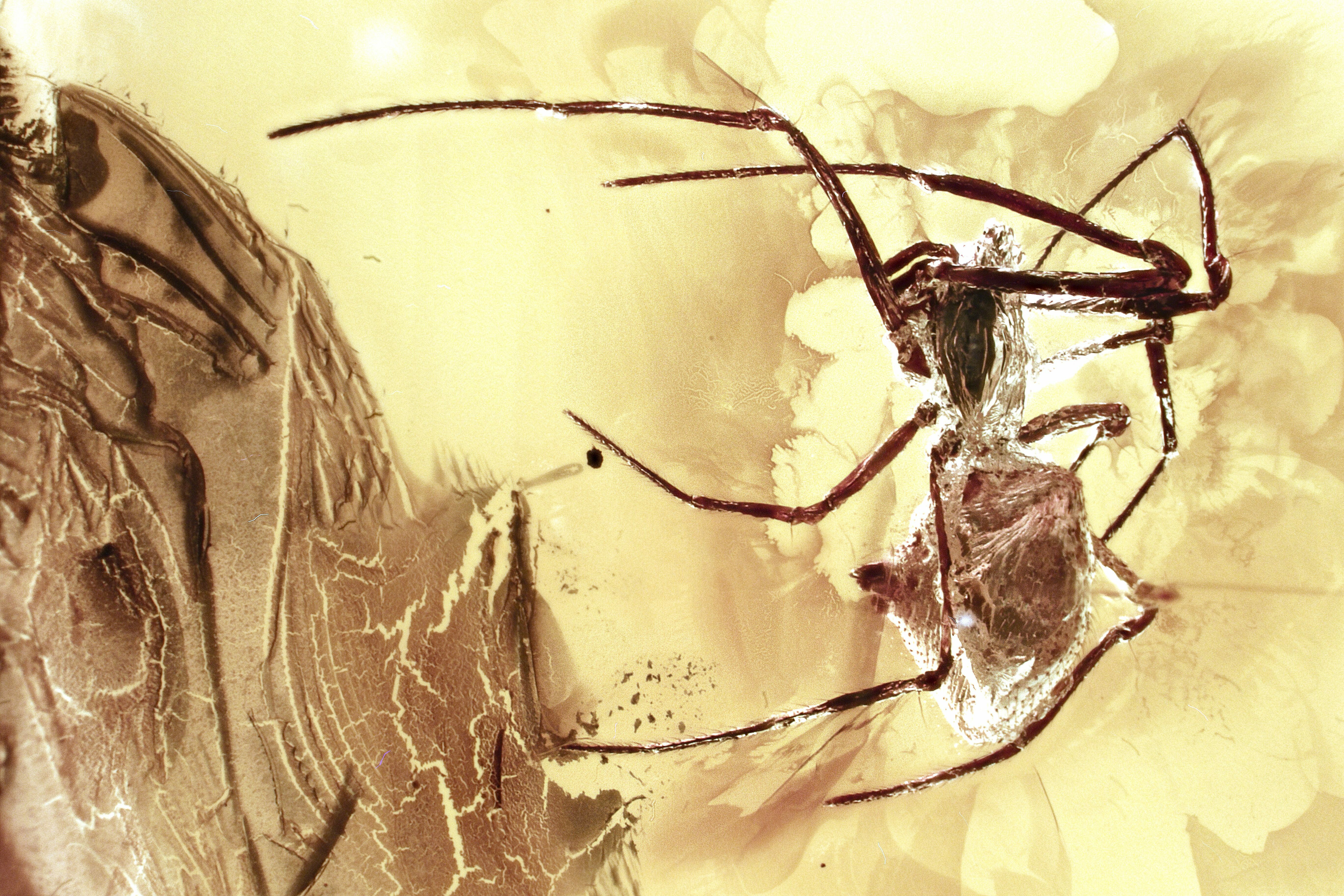 Detailed Fossil Spider (Araneae) In Baltic Amber (#328168) For Sale ...