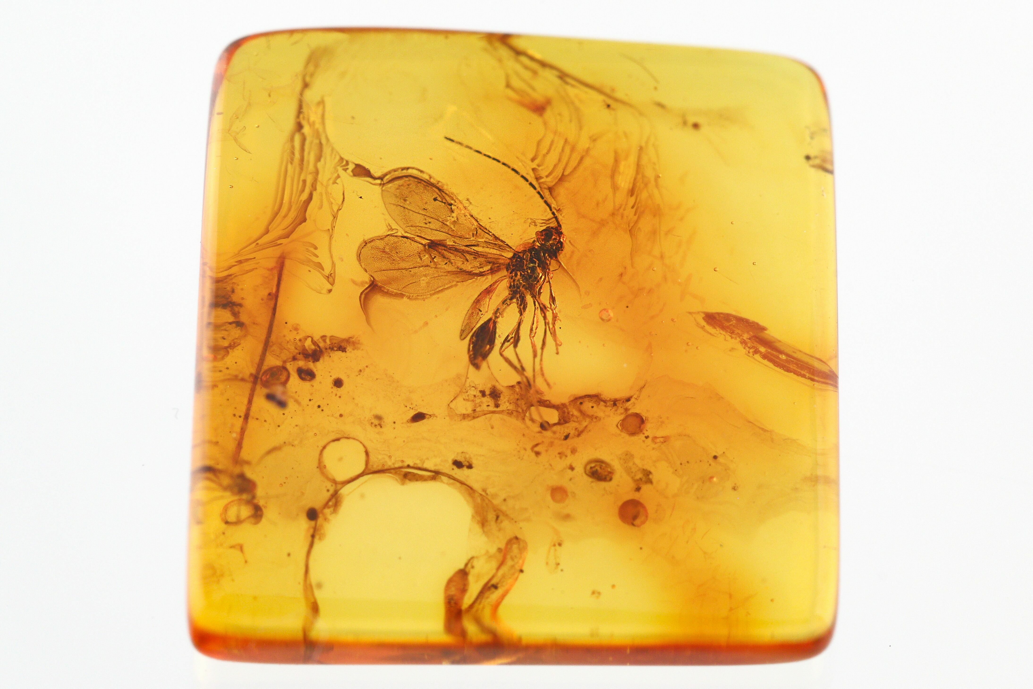 Detailed Fossil Wasp (Ismaridae) In Baltic Amber - Rare! (#328124) For ...