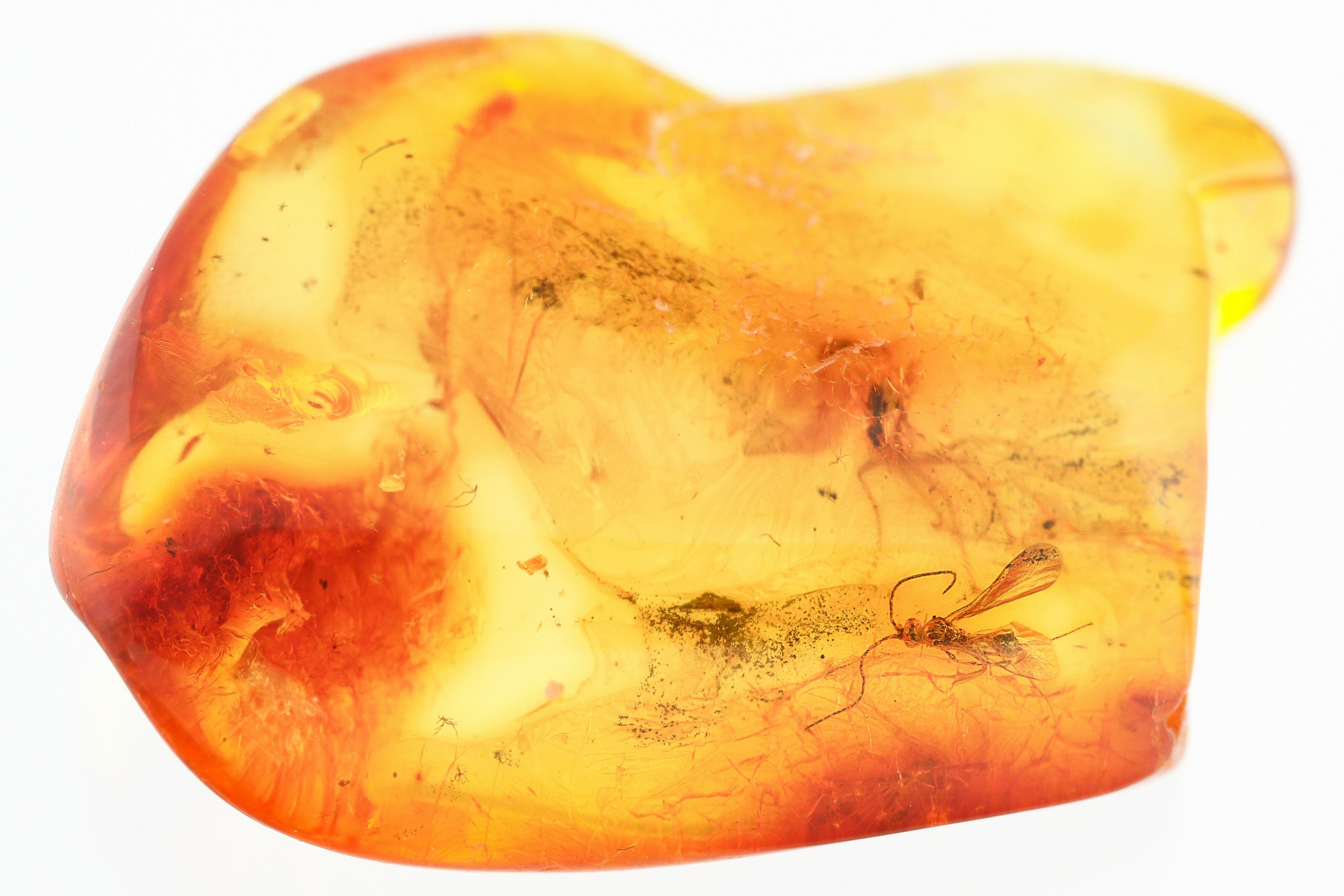 Detailed Fossil Wasp (Ismaridae) In Baltic Amber - Rare! (#328142) For ...