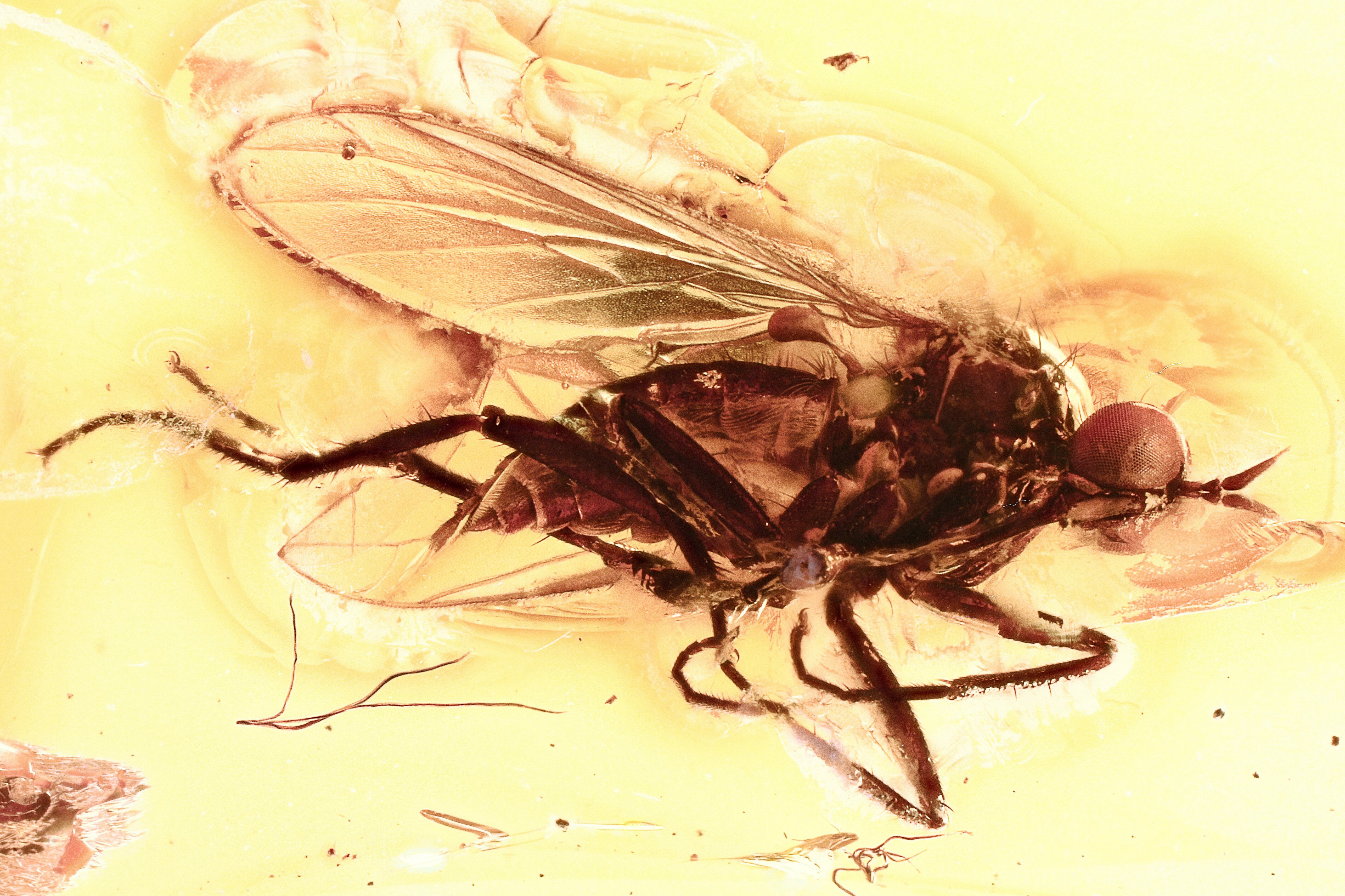 Detailed Fossil Dagger Fly (Empididae) In Baltic Amber (#328178) For ...