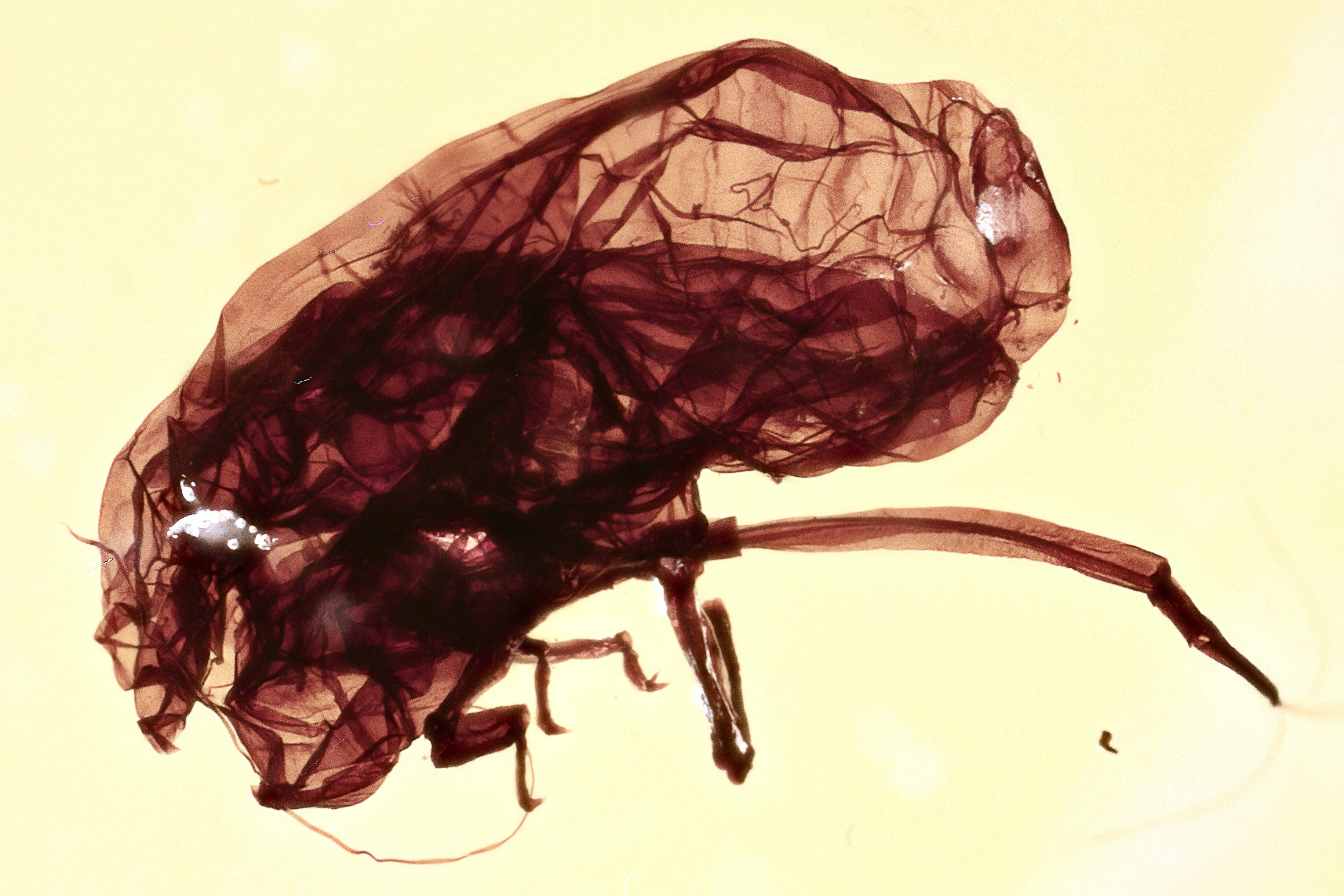Tiny Fossil True Bug Nymph and Aphid Exuvia In Baltic Amber (#328179 ...