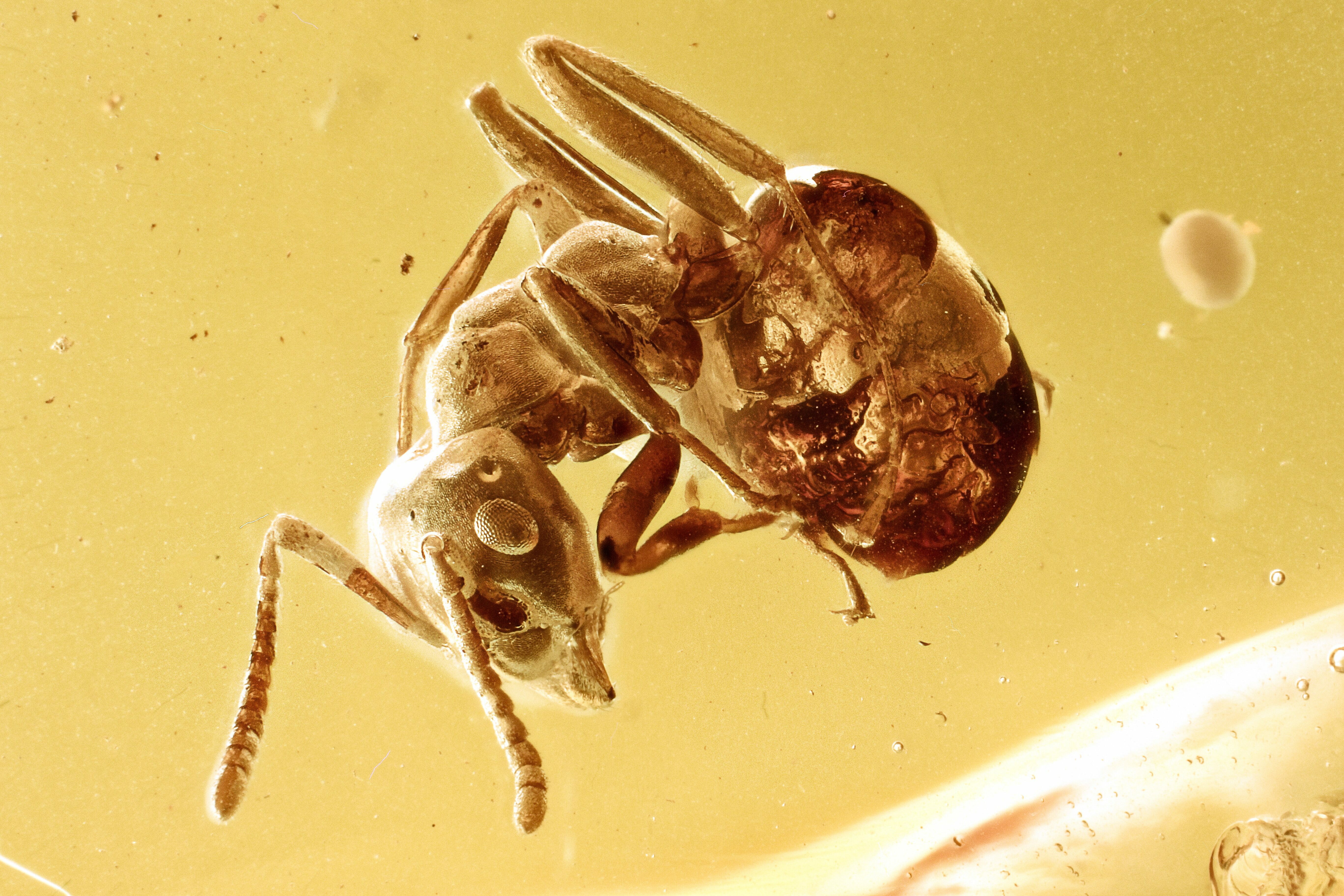 Detailed Fossil Ant (Formicidae) In Baltic Amber (#328215) For Sale ...