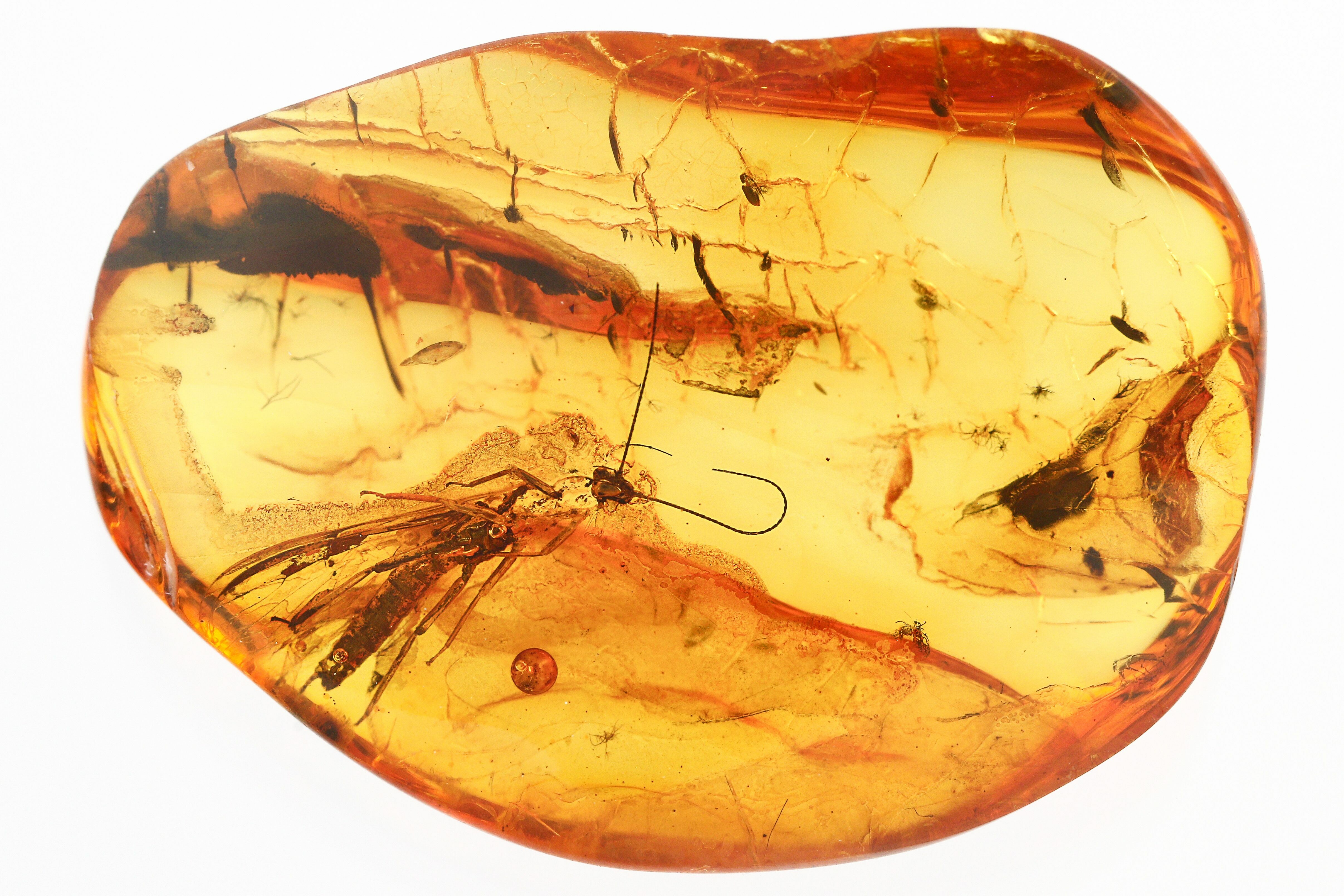 Detailed Fossil Stonefly (Plecoptera) In Baltic Amber (#328217) For ...