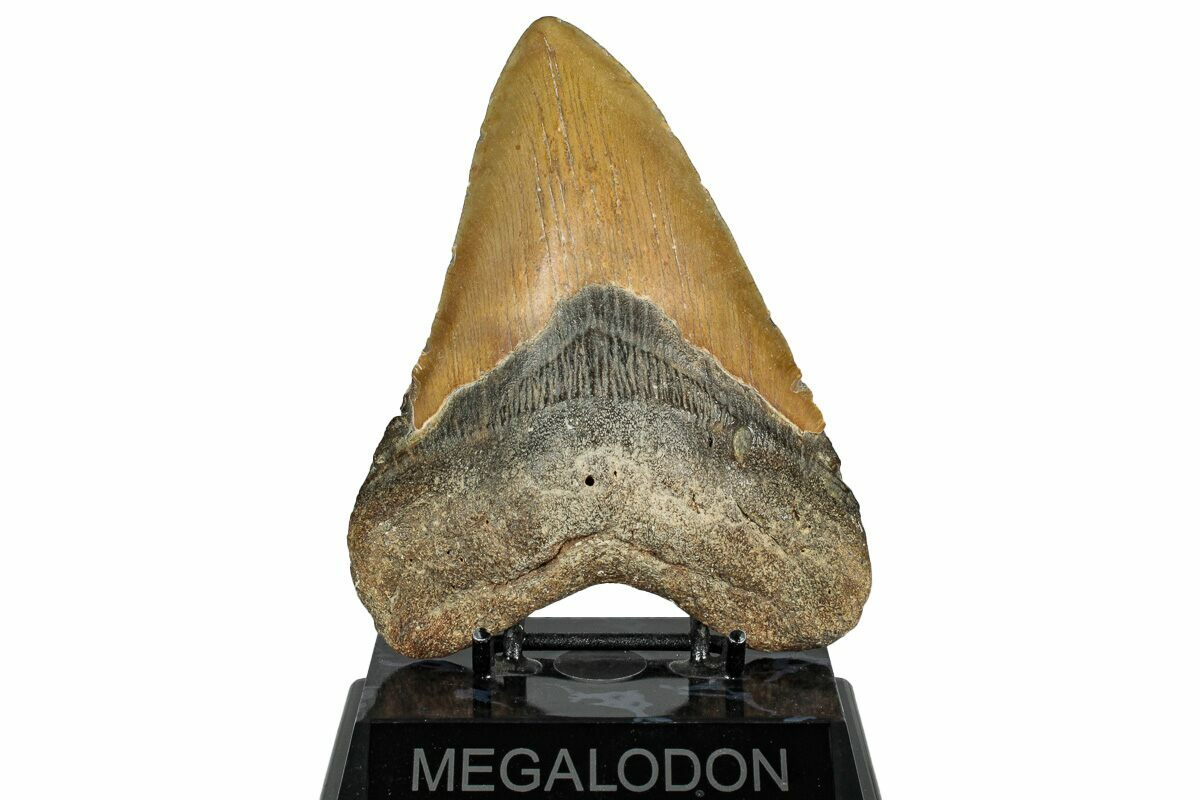 5.67" Fossil Megalodon Tooth - Huge NC Meg (#328307) For Sale ...